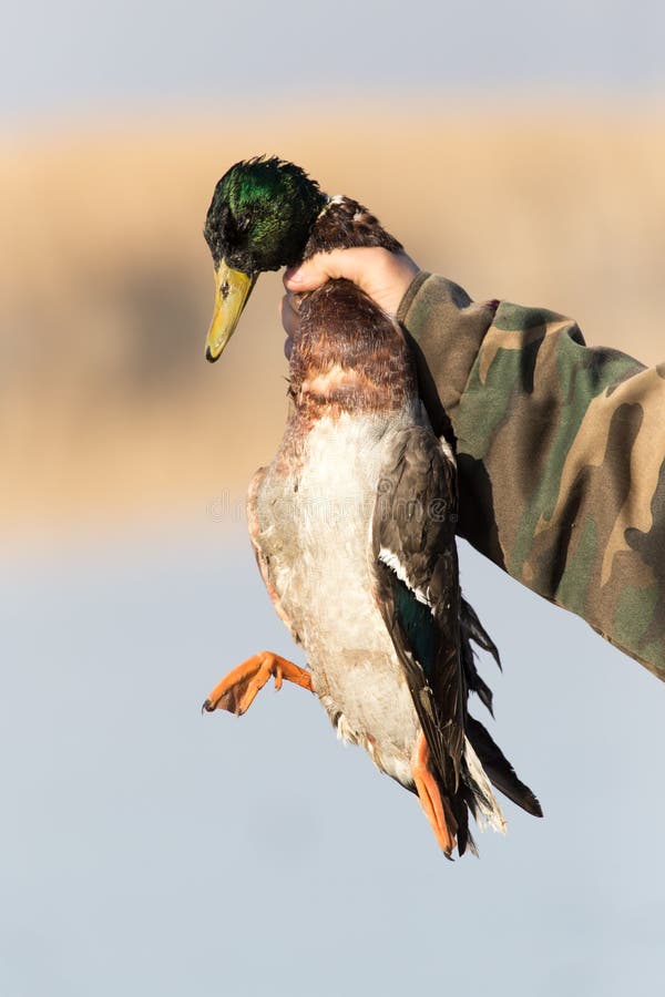 Duck in hand on the hunt stock image. Image of duck - 101631769
