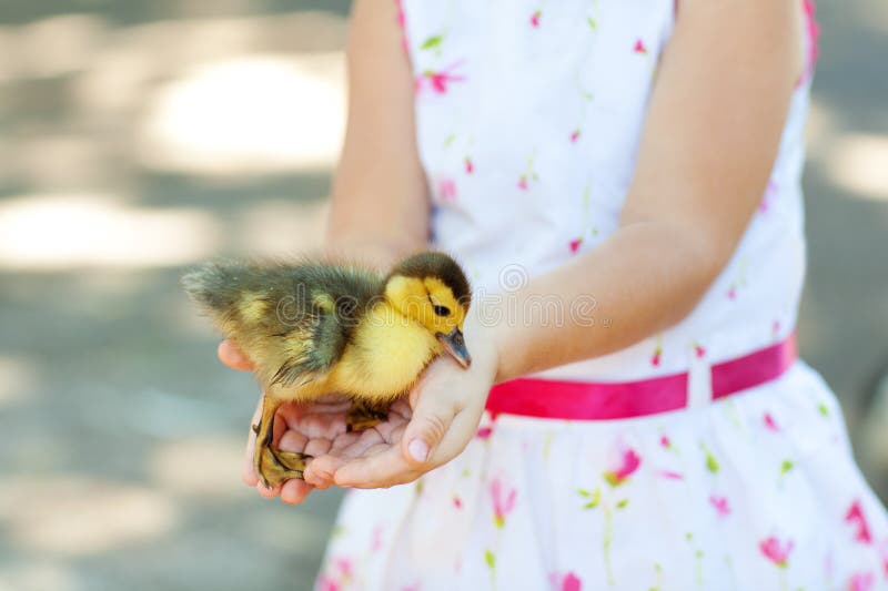 Duck in hands of the child stock photo. Image of person - 29525706