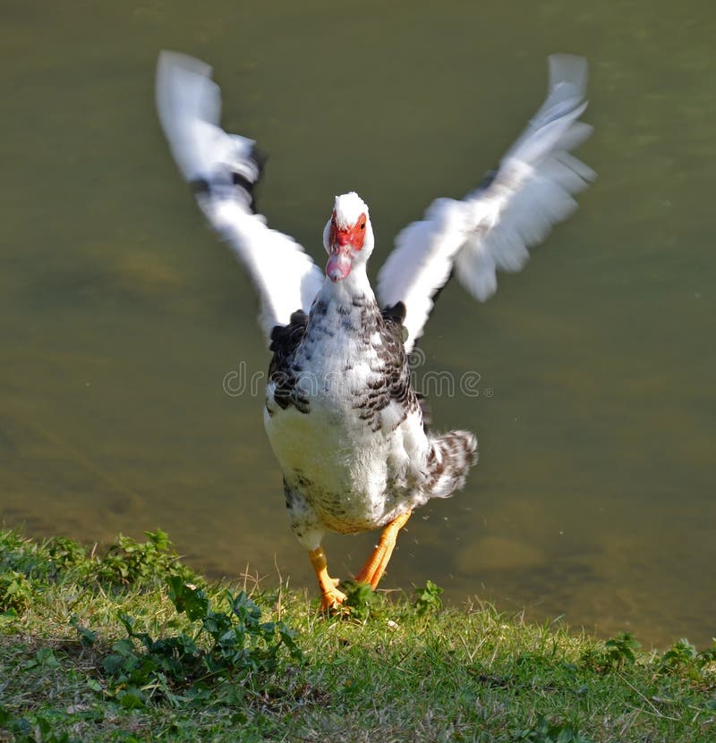 Duck happiness stock photo. Image of mute, happy, emerged - 22433850