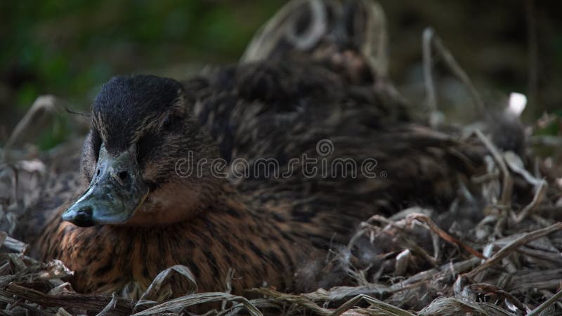 Duck stock photo. Image of waterbird, mallard, duck - 280485316