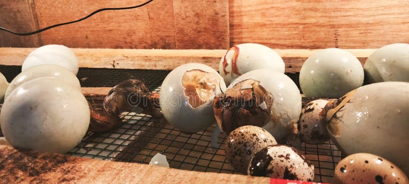 Duck Hatching Process in a Manual Hatching Machine Stock Image - Image ...