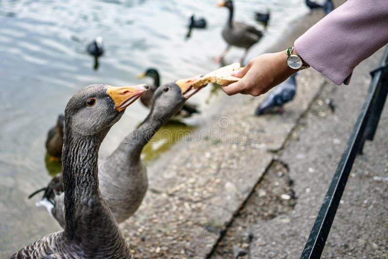 Duck Having a Food from Human Hand Stock Photo - Image of funny, bird ...