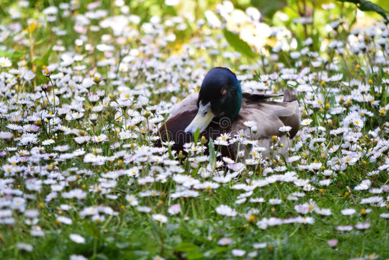 Sleep Duck stock image. Image of duck, nature, young - 28954315