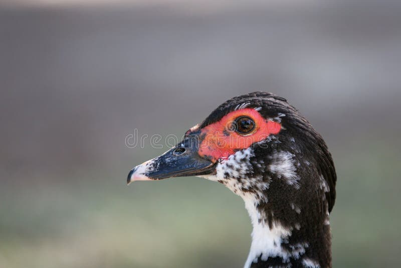 Duck Head 1 Picture. Image: 420236