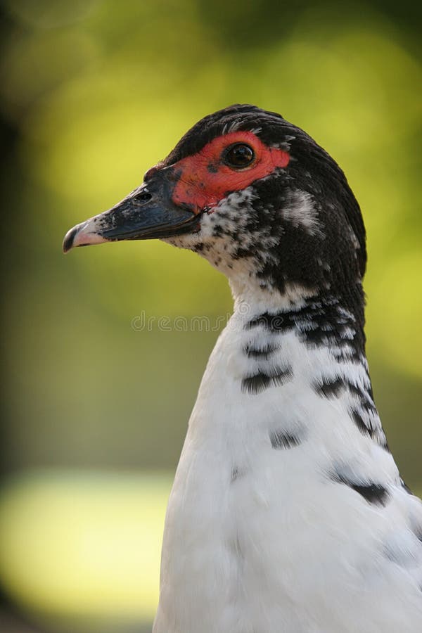 Stock Photos and Royalty-Free Images by Dreamstime