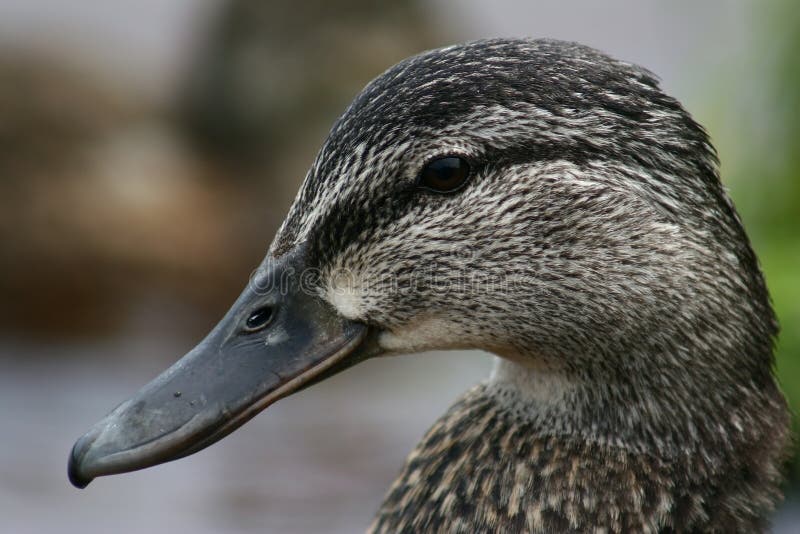 Duck Head Picture. Image: 606364
