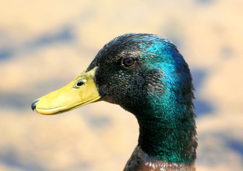 Duck head stock photo. Image of duck, waterfowl, head - 75543996
