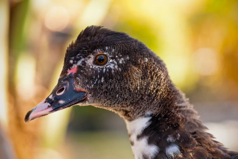 Duck head closeup stock photo. Image of bird, macro, colorful - 22279638