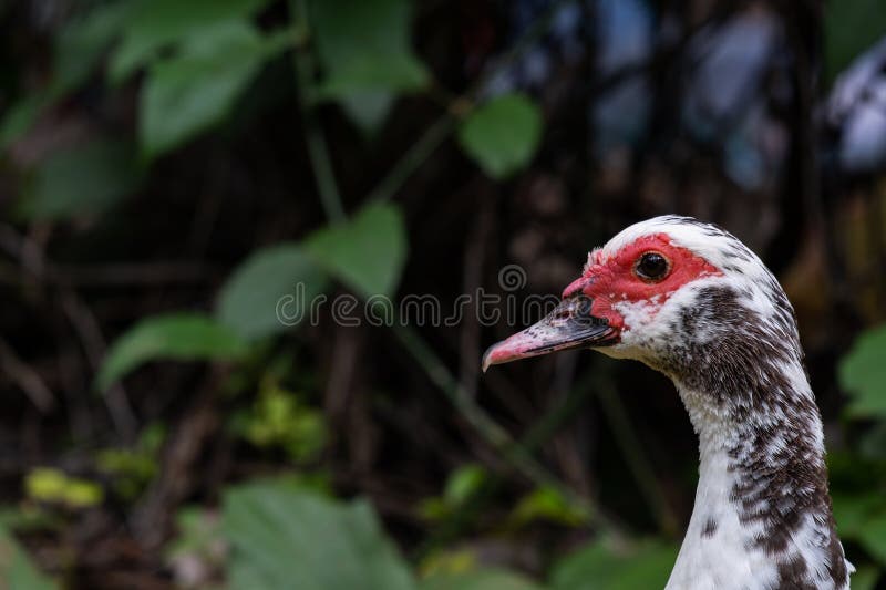 Duck head detail in lawn stock photo. Image of space - 272306340