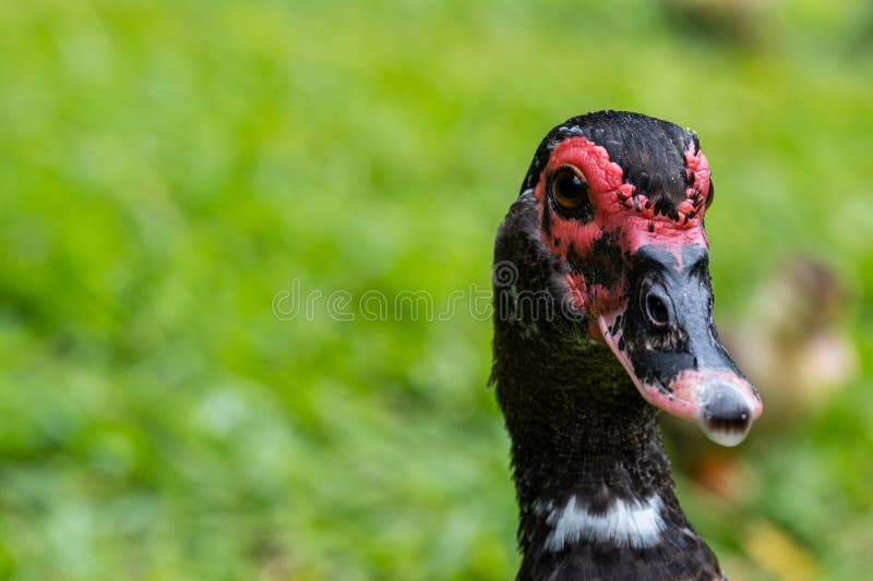 Duck head detail in lawn stock photo. Image of muscovy - 272306348
