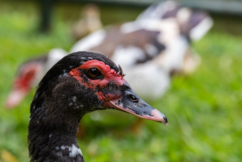 Duck head detail in lawn stock image. Image of outdoor - 272306355