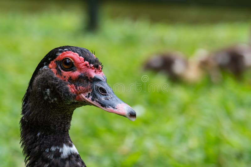 Duck head detail in lawn stock photo. Image of natural - 272306366