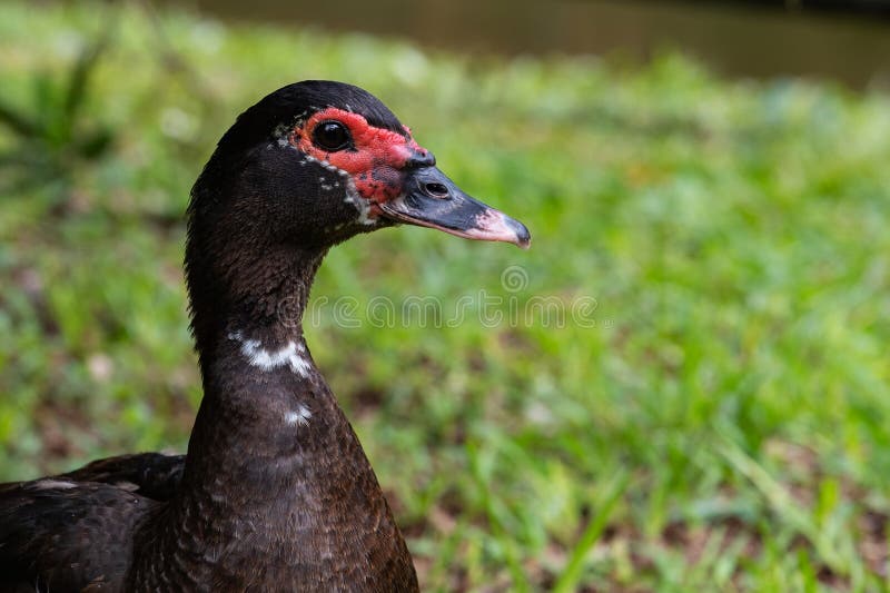 Duck head detail in lawn stock photo. Image of america - 272306378