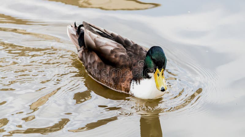 Duck Head on stock photo. Image of beak, nature, animal - 108449804