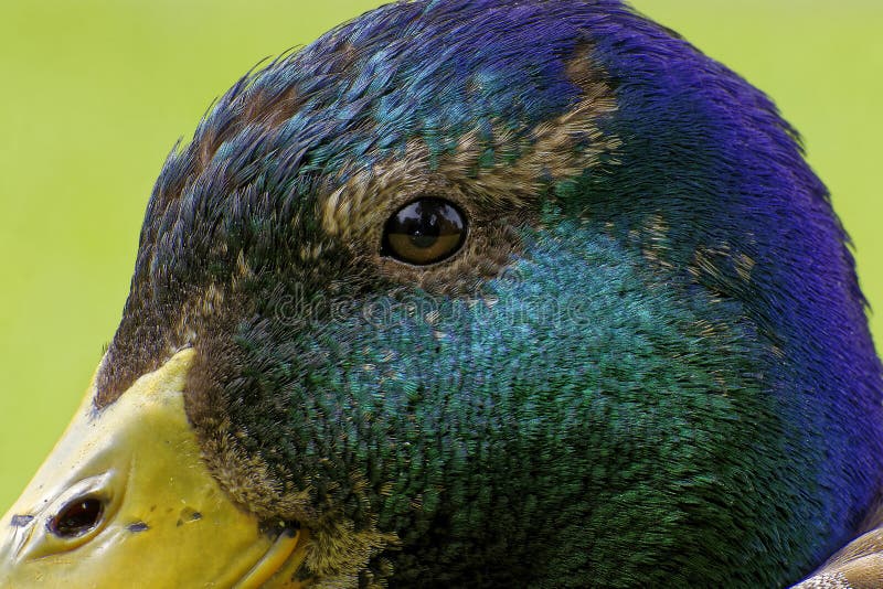 Duck Head stock photo. Image of outdoors, head, duck - 97193632