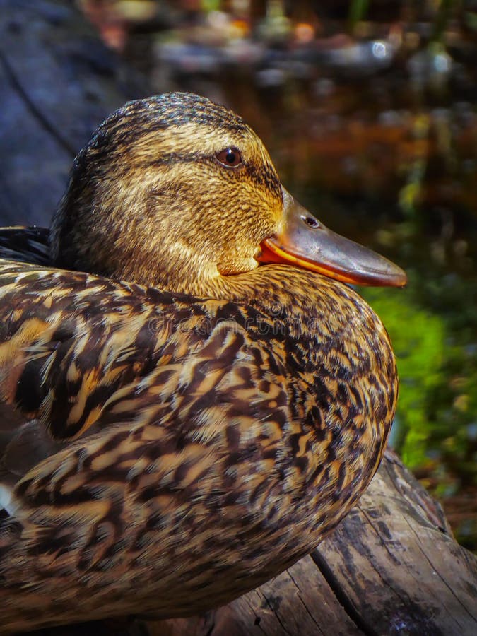 Duck Head Side Colorful Closeup Stock Photo - Image of focus, swimming ...