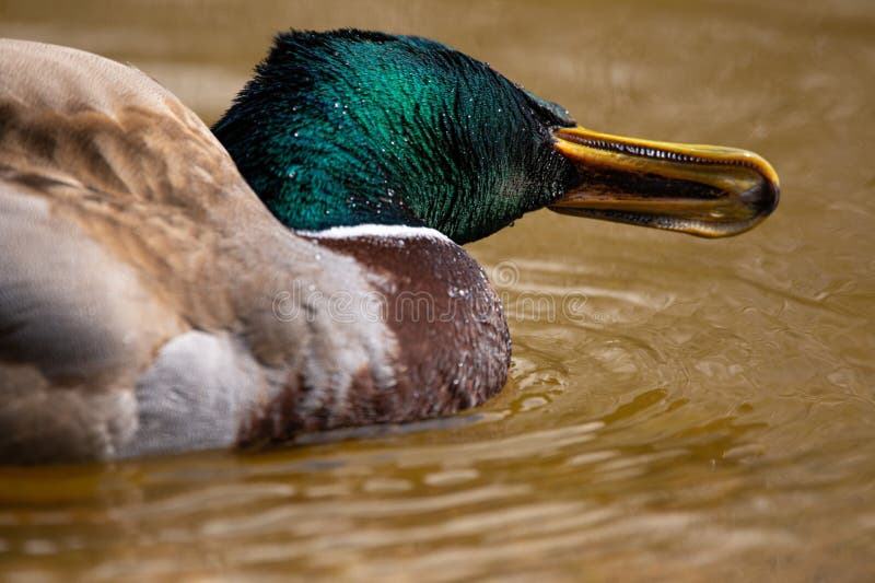Duck head sideview stock image. Image of duck, reflection - 272799131