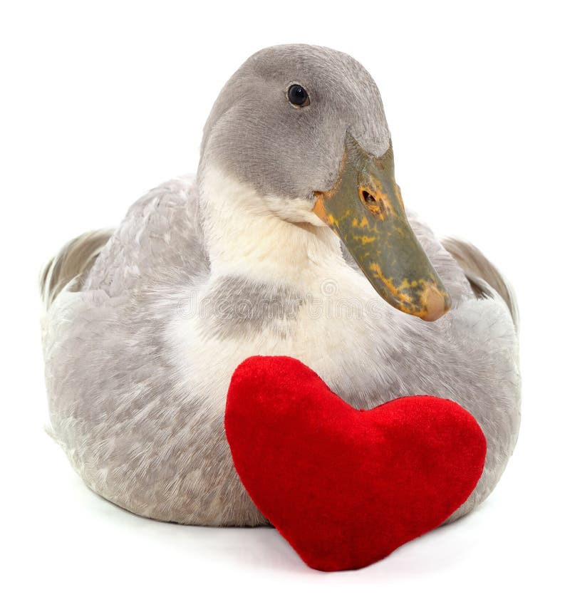 401 Duck Heart Isolated Stock Photos - Free & Royalty-Free Stock Photos ...
