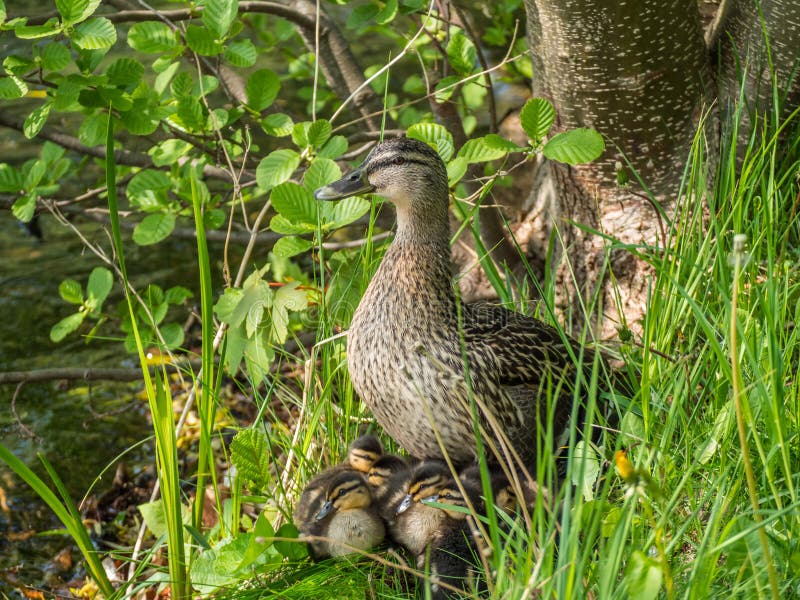 Duck with Her Chicks in the Spring Stock Photo - Image of garden ...