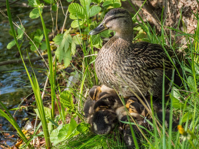 Duck with Her Young Chicks in the Spring Stock Photo - Image of animals ...