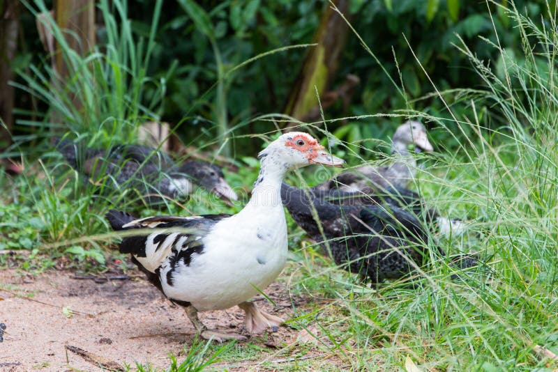 Duck Herding. stock photo. Image of birds, sunshine, working - 78060554