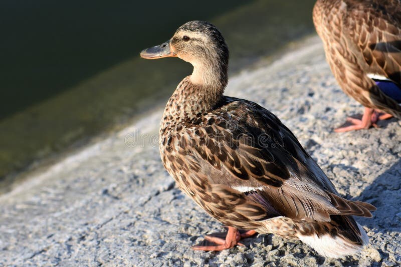 Duck Hiding Beak Under Wing on the River Bank, Close-up of a Duck Stock ...