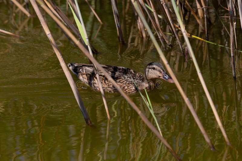 Duck Hiding Behind the Bushes in the Forest Stock Image - Image of hunt ...