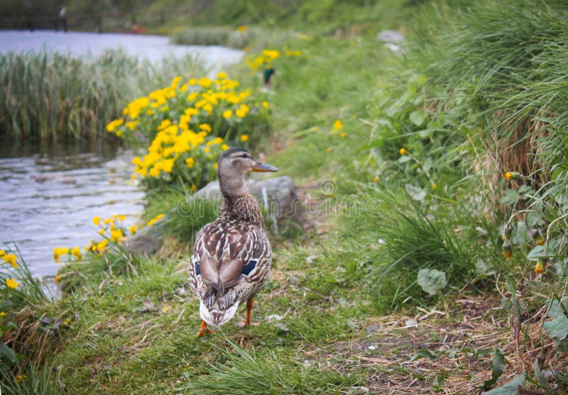 Duck hiding in the grass stock image. Image of mother - 95221987