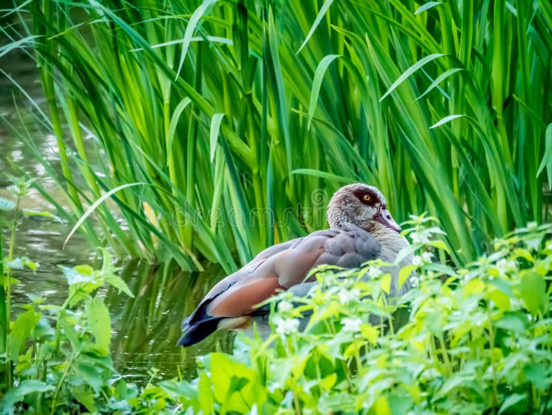 Duck Hiding His Head, Scratching Himself Stock Photo - Image of natural ...