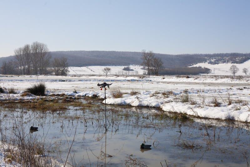 Duck hunting area stock image. Image of green, duck, water - 84180945