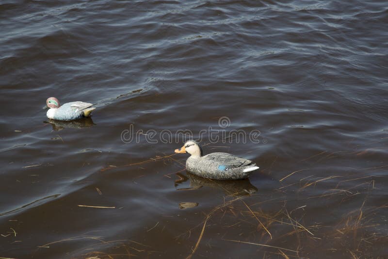 Duck Hunting. Hunting with Decoy Ducks on the Lake Stock Photo - Image ...
