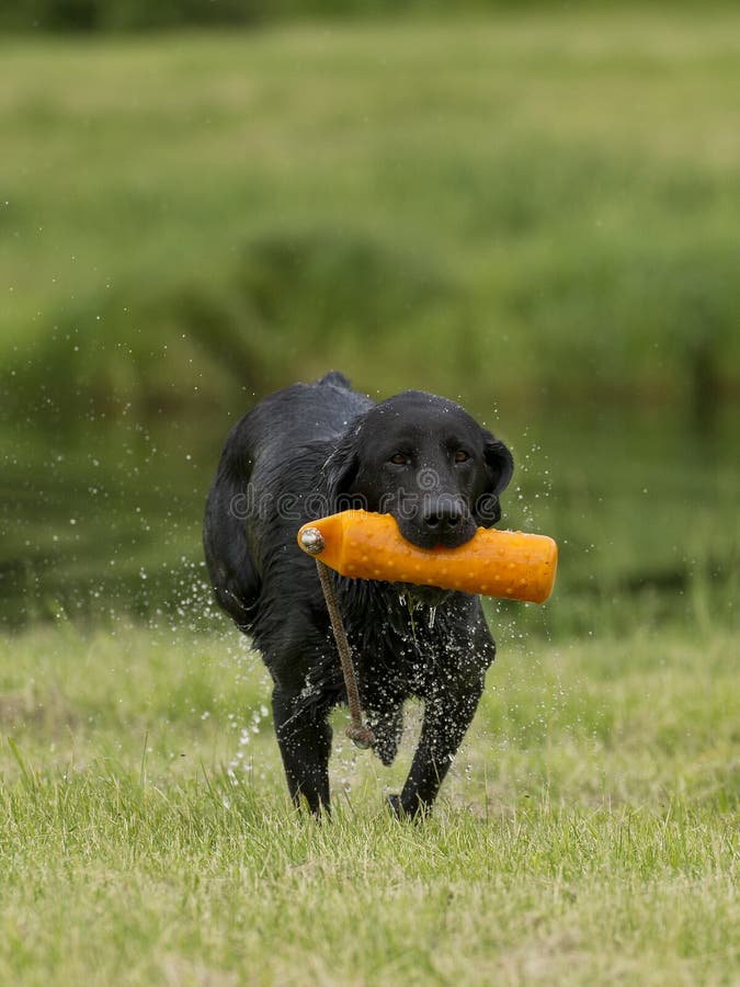 Duck Hunting Dog stock image. Image of chasing, retrieving - 43812951