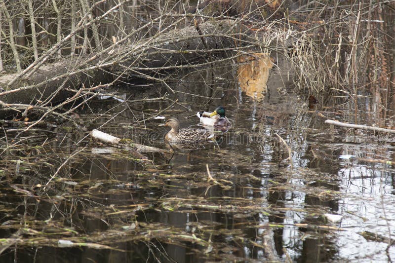 Duck hunting. the mallard stock photo. Image of hunting - 378876436