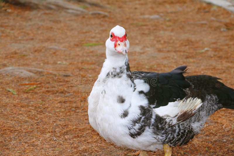 Happy Duck in Chautla, Puebla I Stock Photo - Image of ducks, animal ...