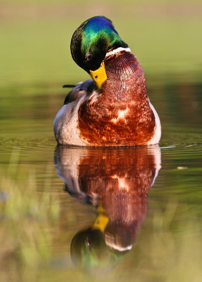 Duck stock photo. Image of closeup, bird, summer, nature - 91120026