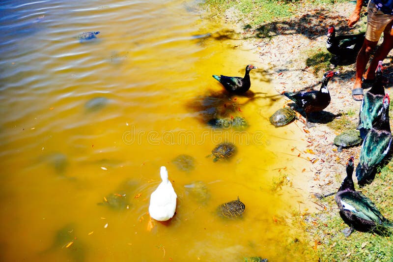 Duck, Ibis, and Turtle Fight for Food in a Pond Stock Photo - Image of ...