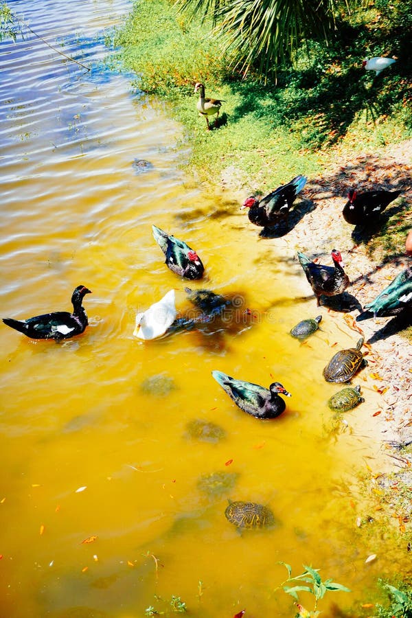 Duck, Ibis, and Turtle Fight for Food in a Pond Stock Photo - Image of ...