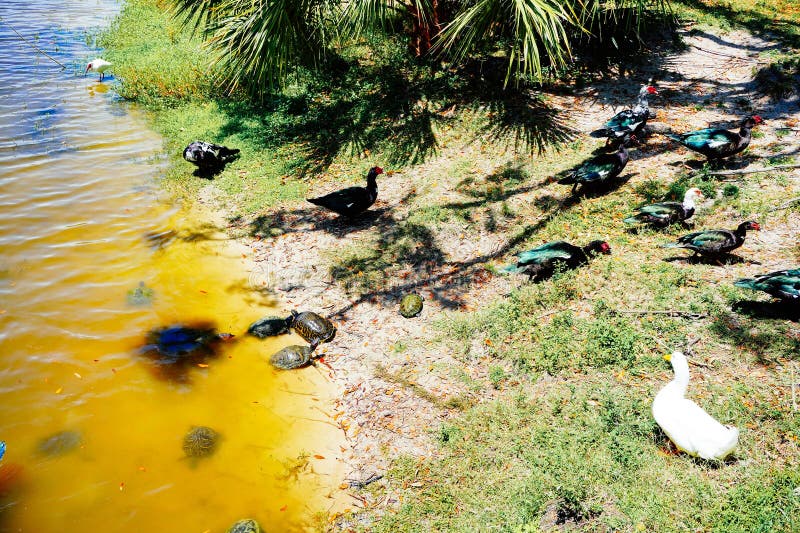 Duck, Ibis, and Turtle Fight for Food in a Pond Stock Image - Image of ...