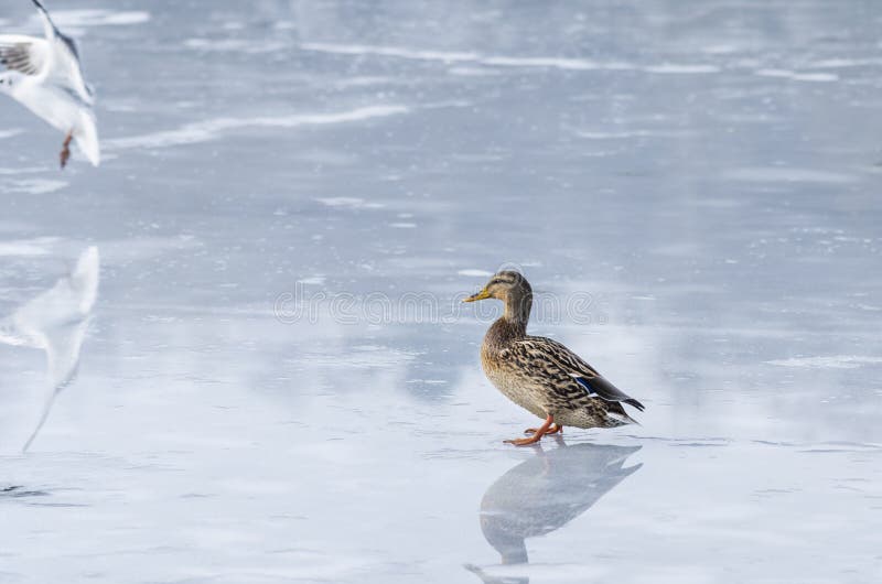 Duck on ice stock photo. Image of flock, bird, fauna - 64828132
