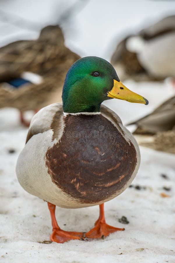 Duck on ice in winter stock image. Image of animals, outdoors - 67405731