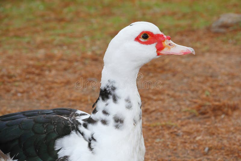Happy Duck in Chautla, Puebla III Stock Photo - Image of bird, birds ...