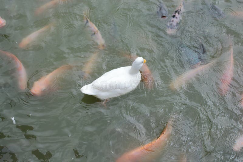 Duck stock photo. Image of animal, river, fish, pool - 69825786