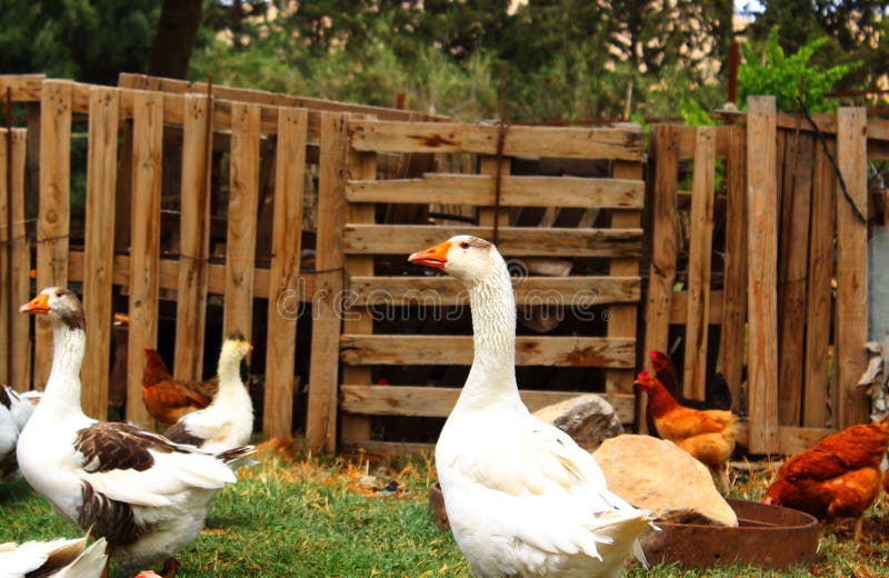 A duck inside a farm stock photo. Image of duck, animal - 180924796