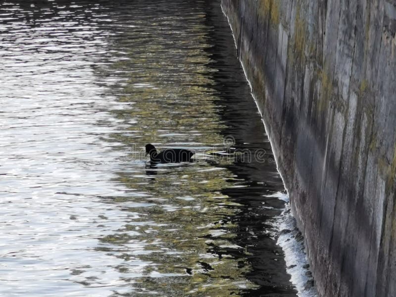 Duck inside of the lake stock photo. Image of animal - 179538560