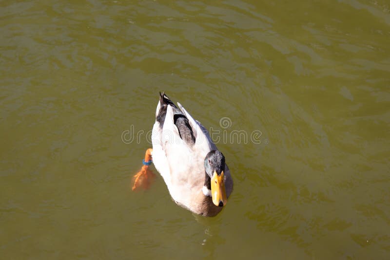 Duck in Public Park. Water. Stock Photo - Image of animal, ducks: 144492136