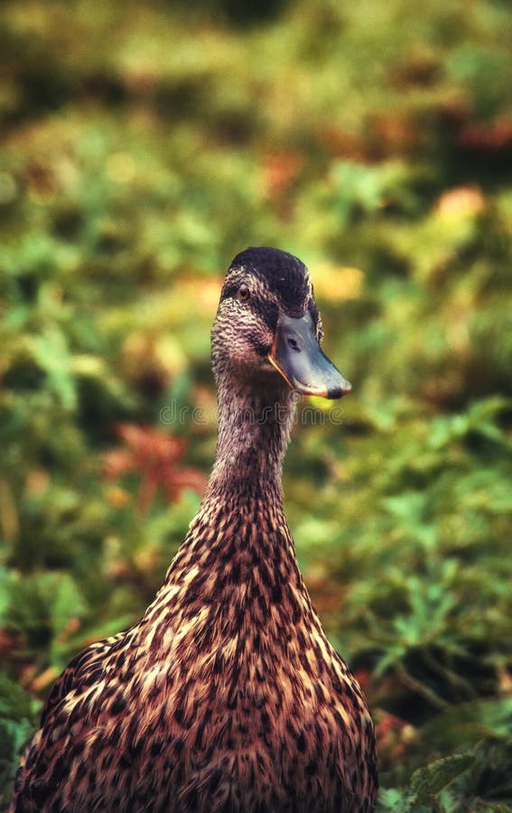 Intense duck stock image. Image of wing, swan, fowl - 203719035