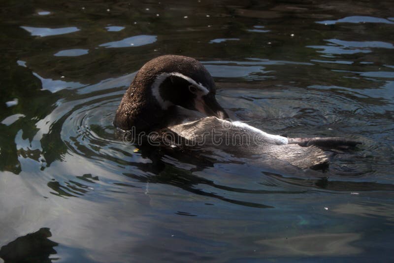 Duck Itch Photos - Free & Royalty-Free Stock Photos from Dreamstime