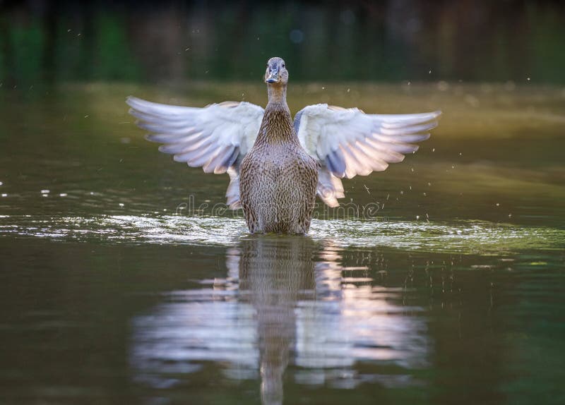 Duck with Its Wings Wide Open in a Lake Stock Image - Image of swimming ...