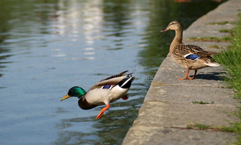 Duck jump stock photo. Image of jump, duck, moment, couple - 6466166