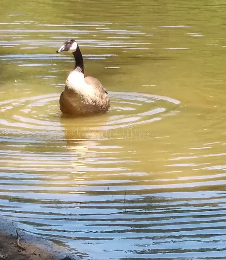Duck just cooling it stock image. Image of pond, water - 181578469